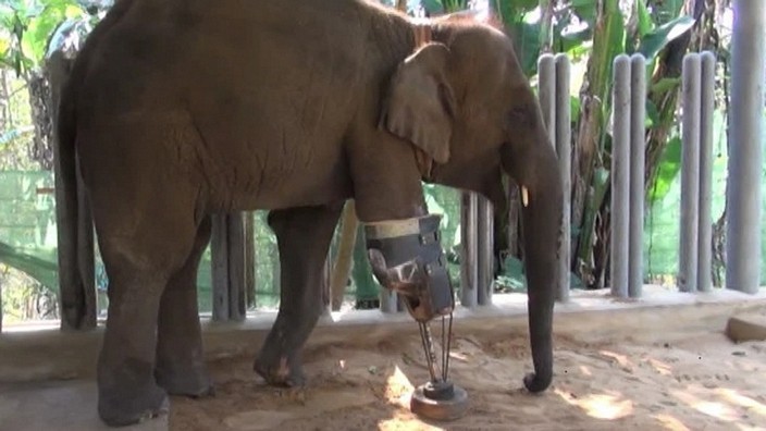 Mosha the elephant gets a new leg | Good Morning Britain