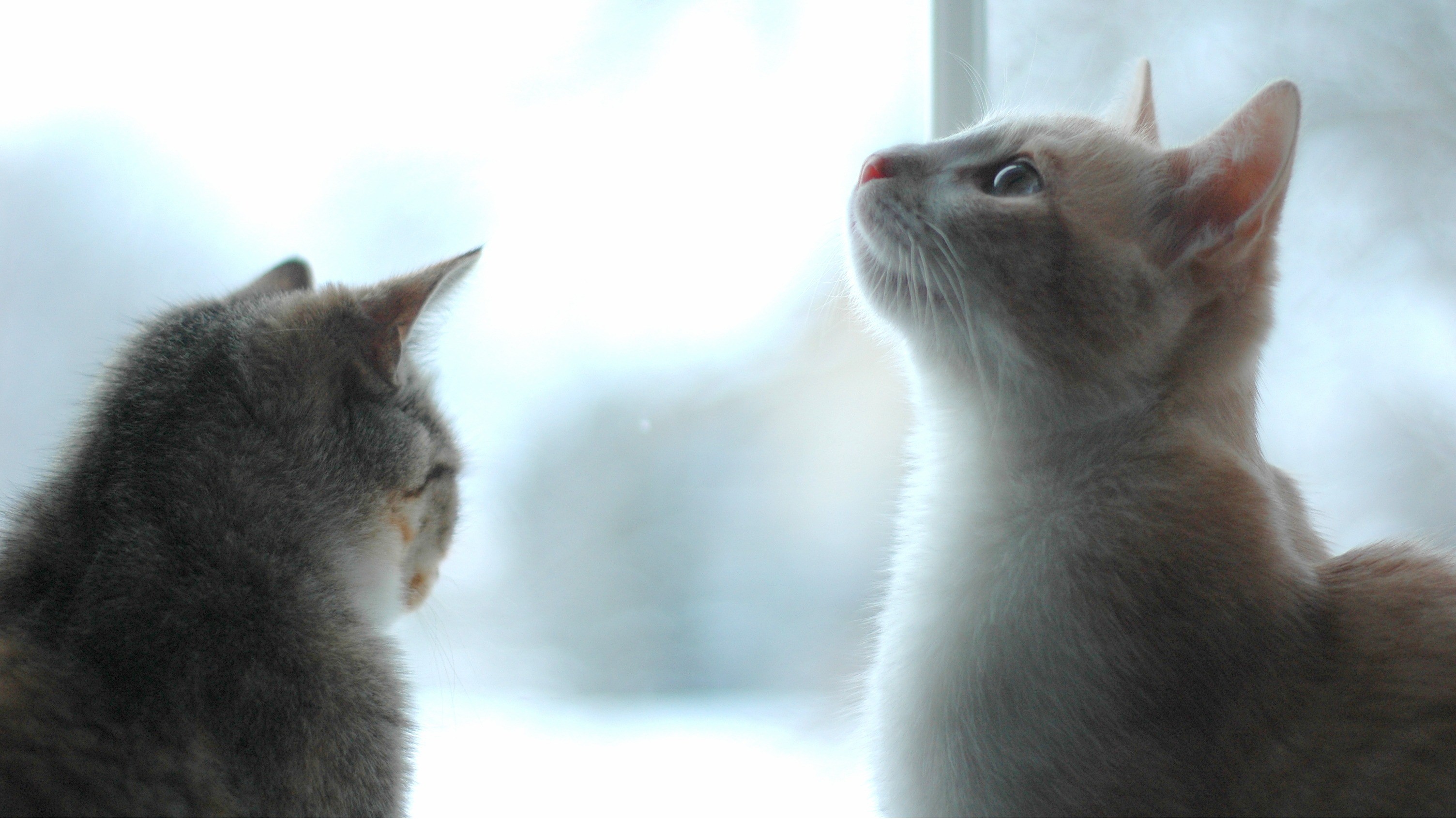 Show us your talented pets | Good Morning Britain