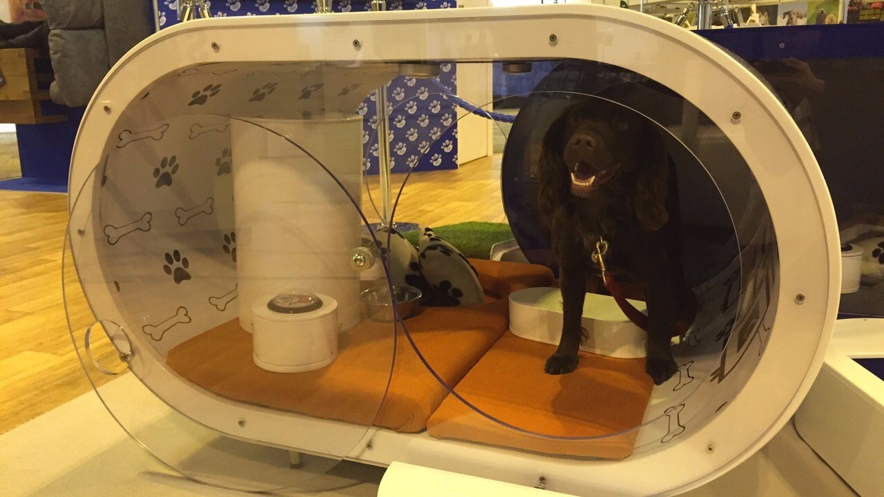 Woof woof... Meet the Scruffts prized pooches! | Good Morning Britain