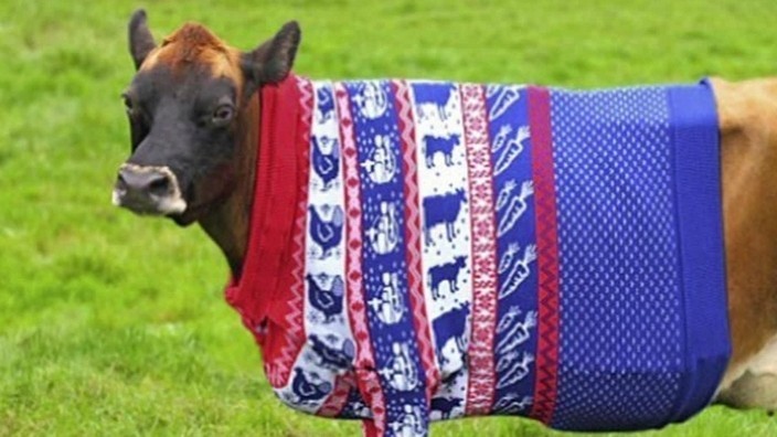 Cow wears dashing jersey | Good Morning Britain