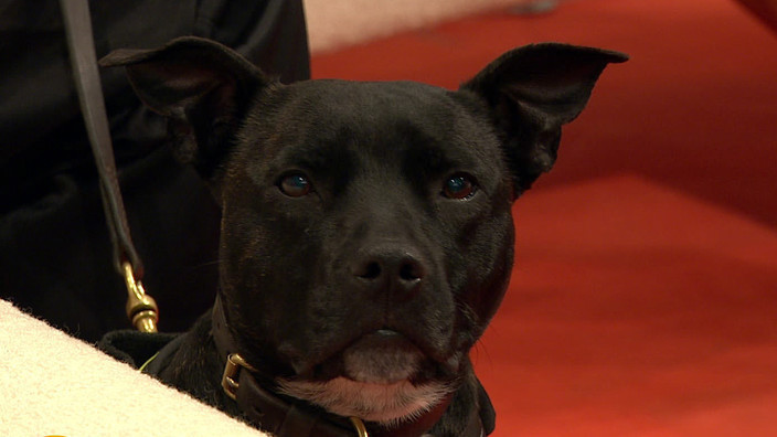 Crime-fighting dog wins animal of the year award | Good Morning Britain