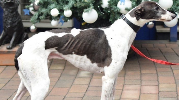 Give gorgeous Paddy the greyhound a new home | Good Morning Britain