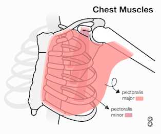 Chest Workout: At Home With and Without Equipment | 8fit