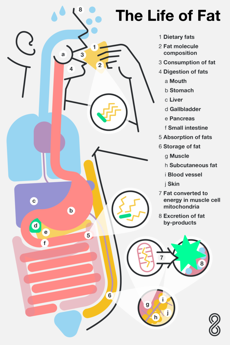 The Science of Fat Loss: How to Lose Belly Fat and More | 8fit