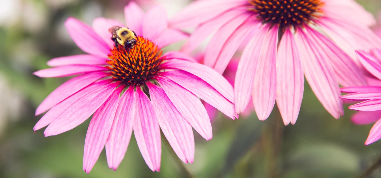 How to Make a Bee-Friendly DIY Pollinator Garden | Burt's Bees