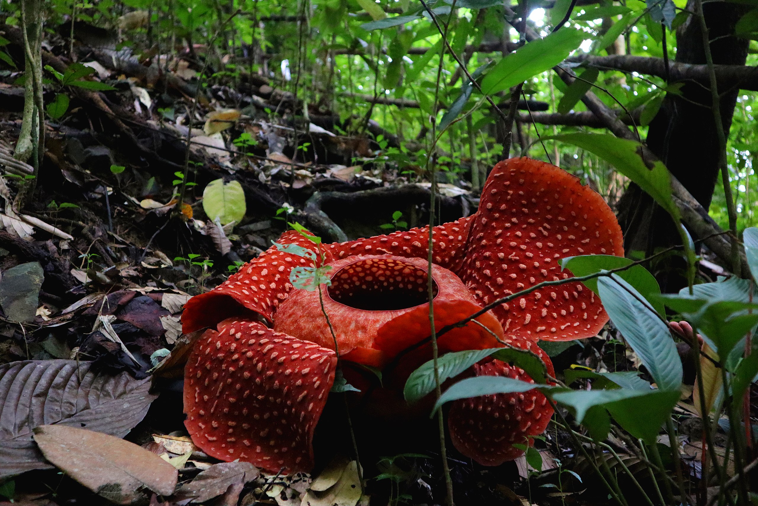 What is missing? | Rafflesia
