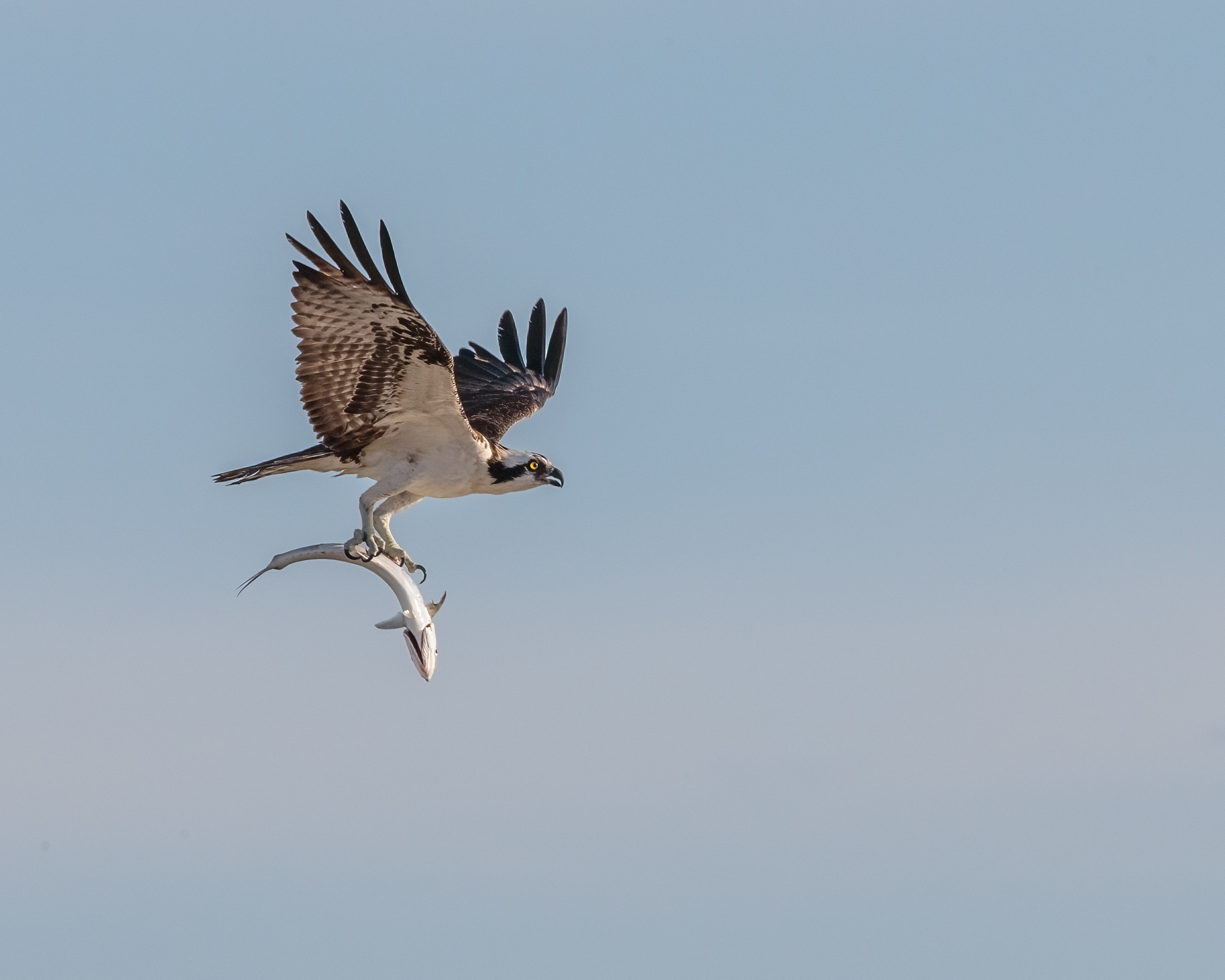 What is missing? | Osprey numbers in the US increasing