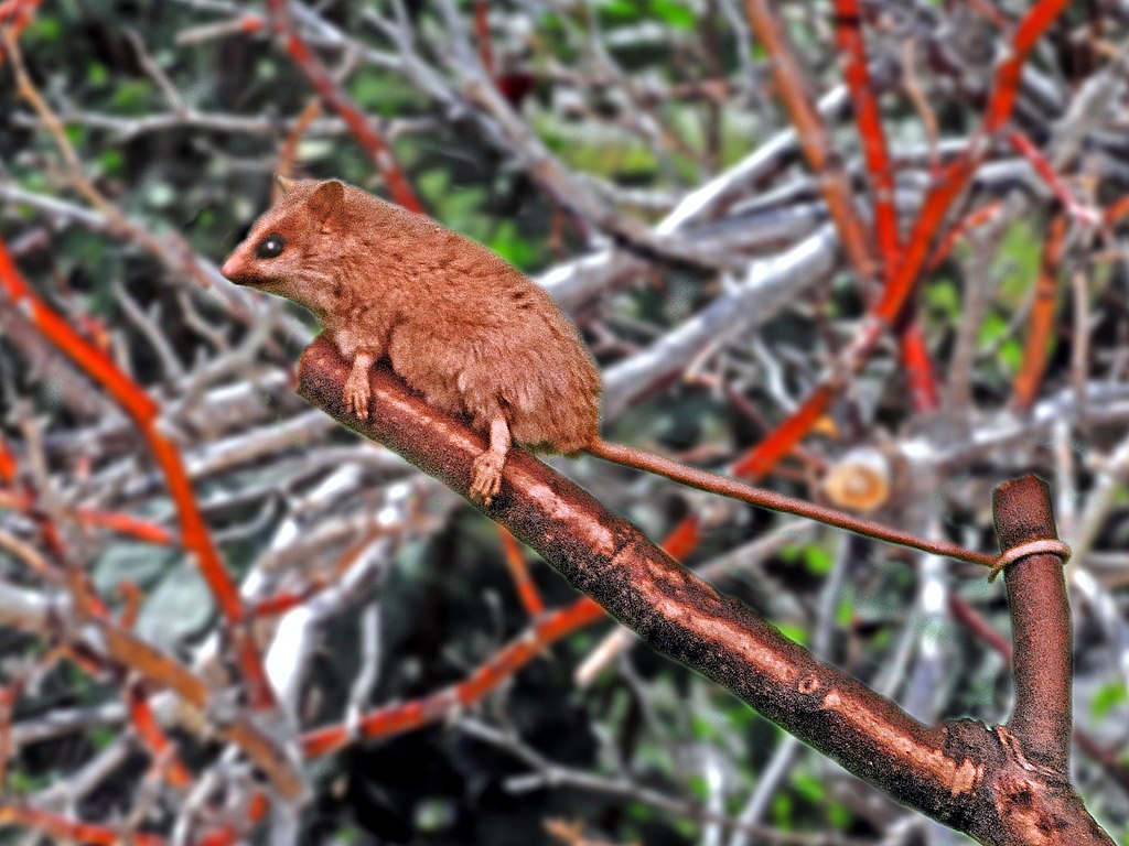 What is missing? | Red-bellied gracile opossum