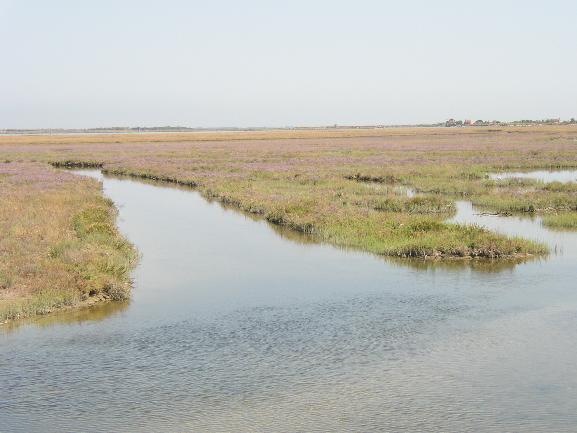 What is missing? | Salt marsh restoration in Venice
