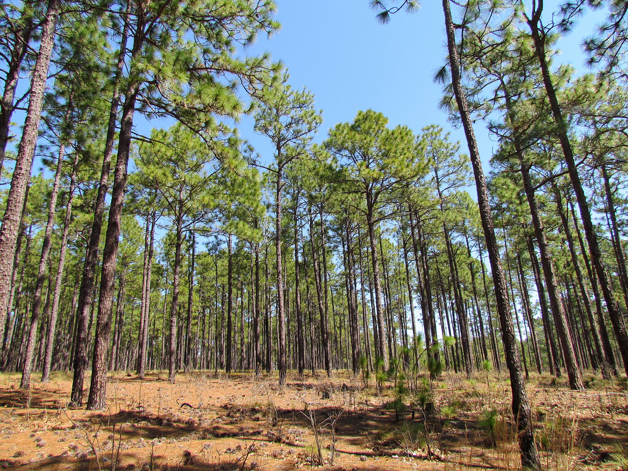 What is missing? | Longleaf Pine
