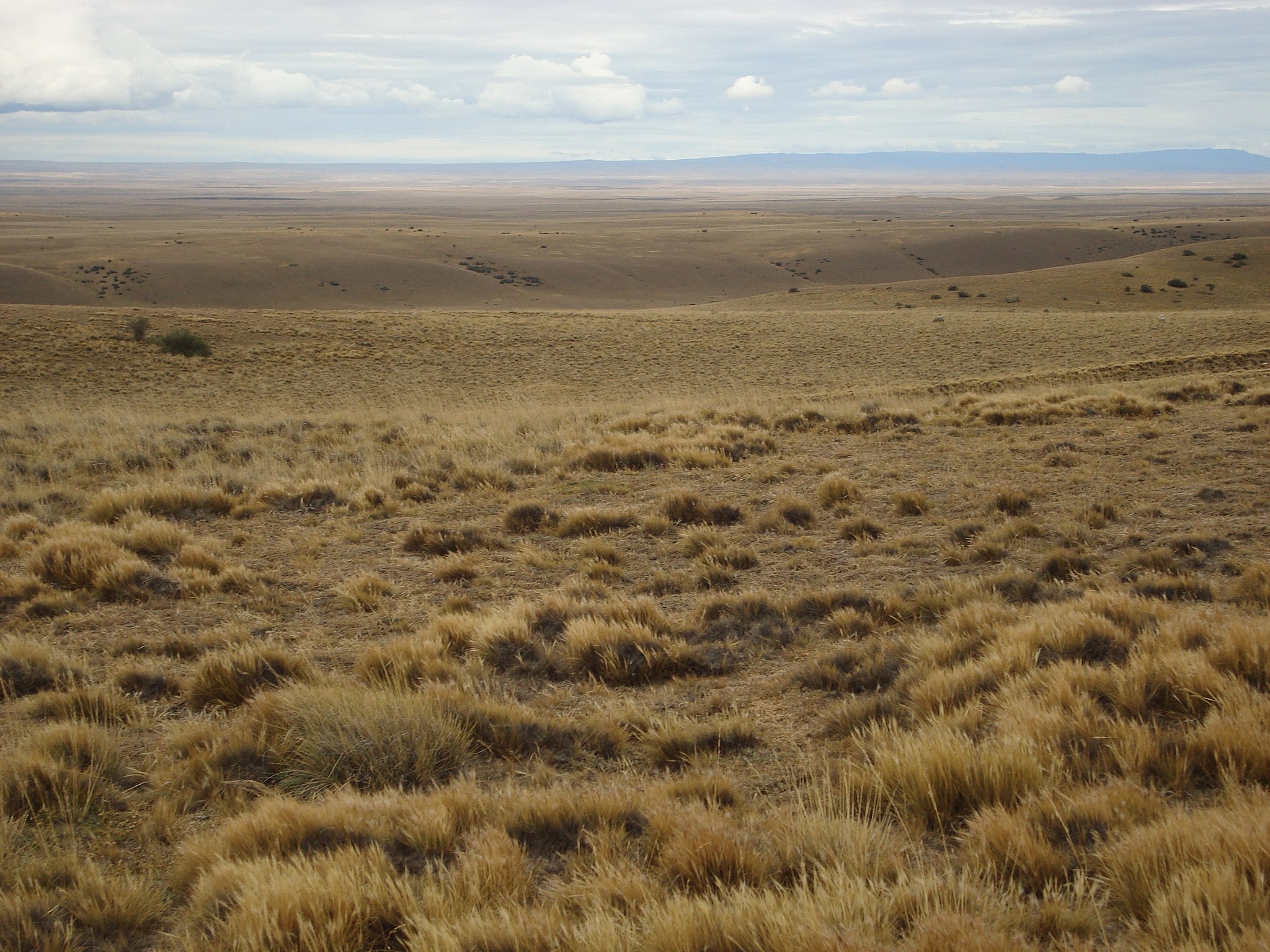 What is missing? | Patagonian and Andean Steppe