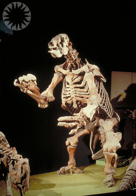 What is missing? | Large sloth lemur