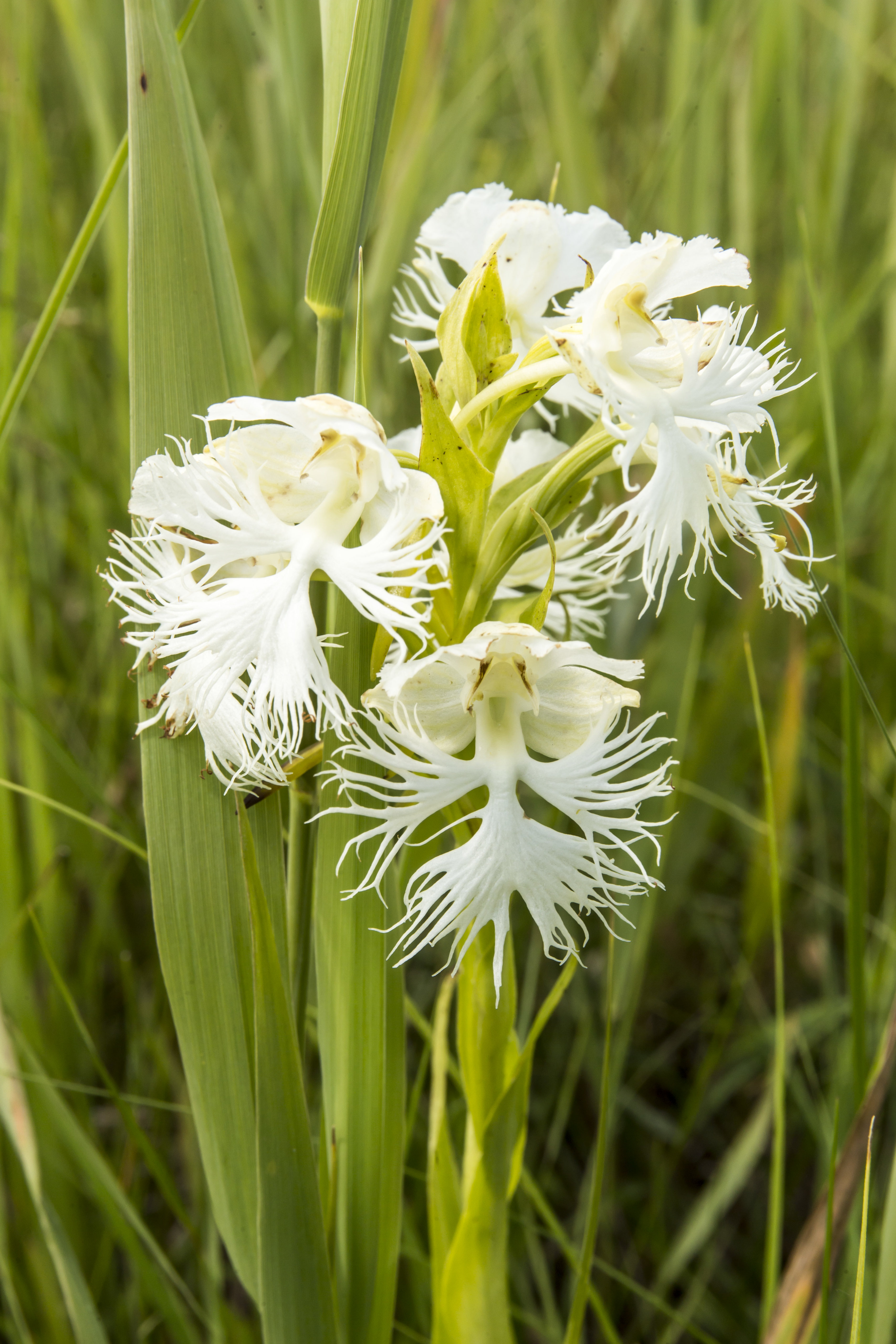 What is missing? | Western Prairie Fringed Orchid