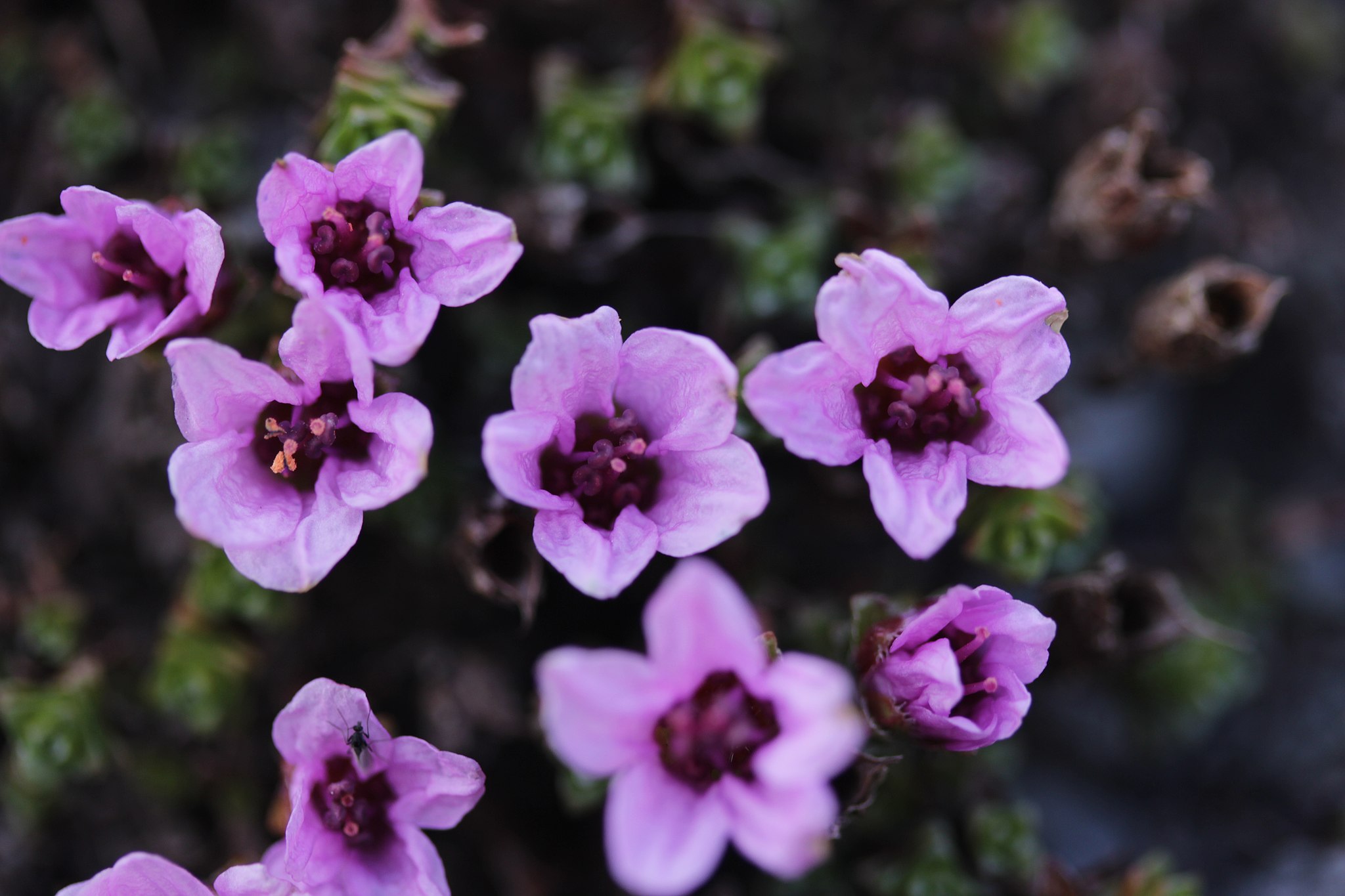 What is missing? | Purple saxifrage