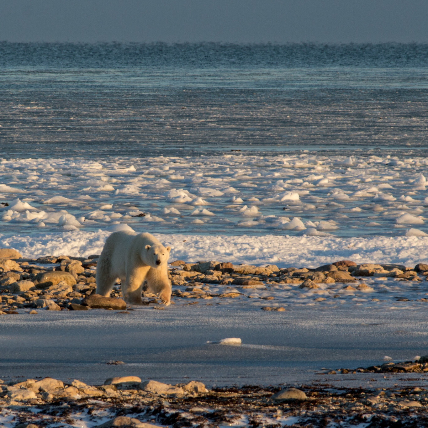 What is missing? | Polar bears in southern Hudson Bay could go extinct ...