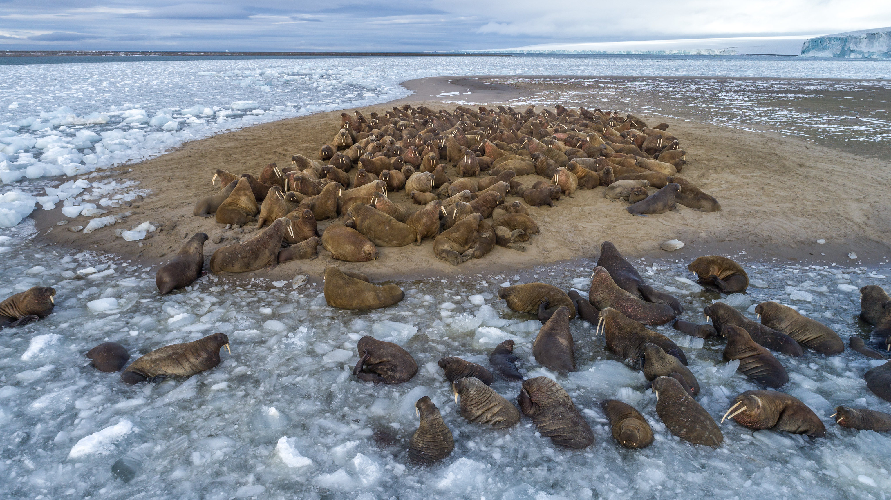 What is missing? | Parks & Reserves: Russian Arctic (Russkaya Arktika ...
