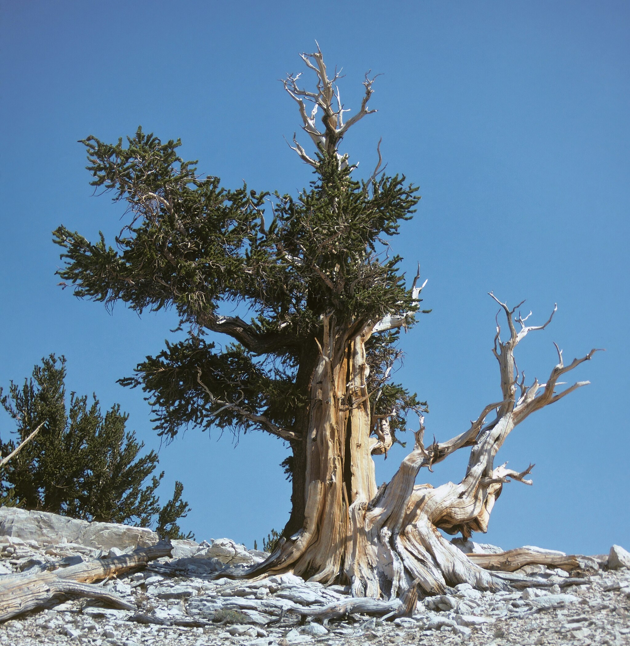 What is missing? | Bristlecone Pine