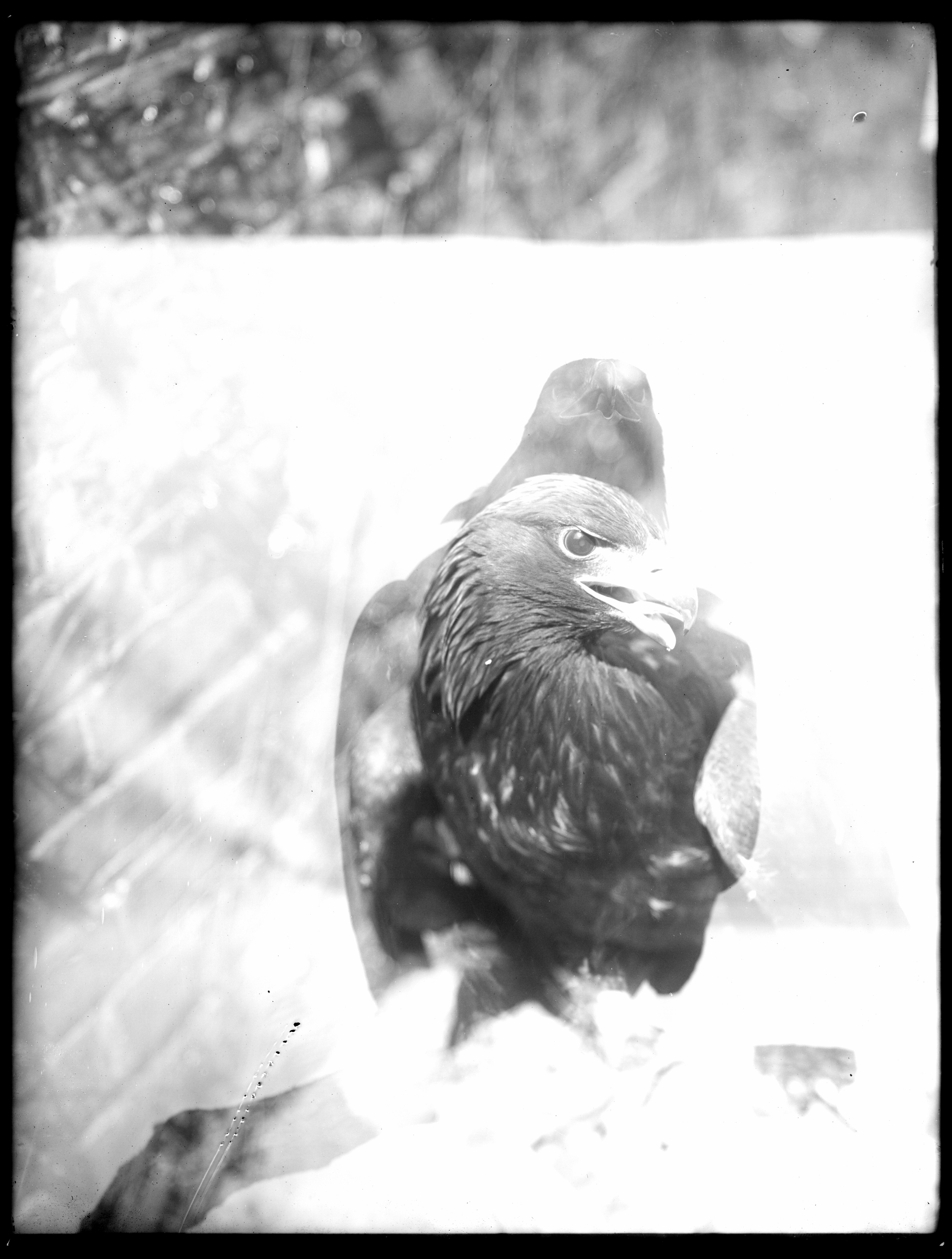 What is missing? | Bald and Golden Eagle Protection Act