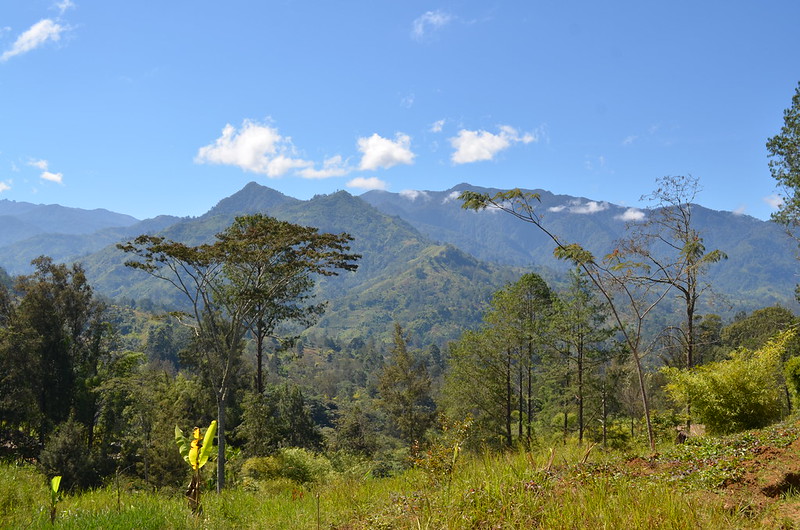 What is missing? | New Guinea Forests