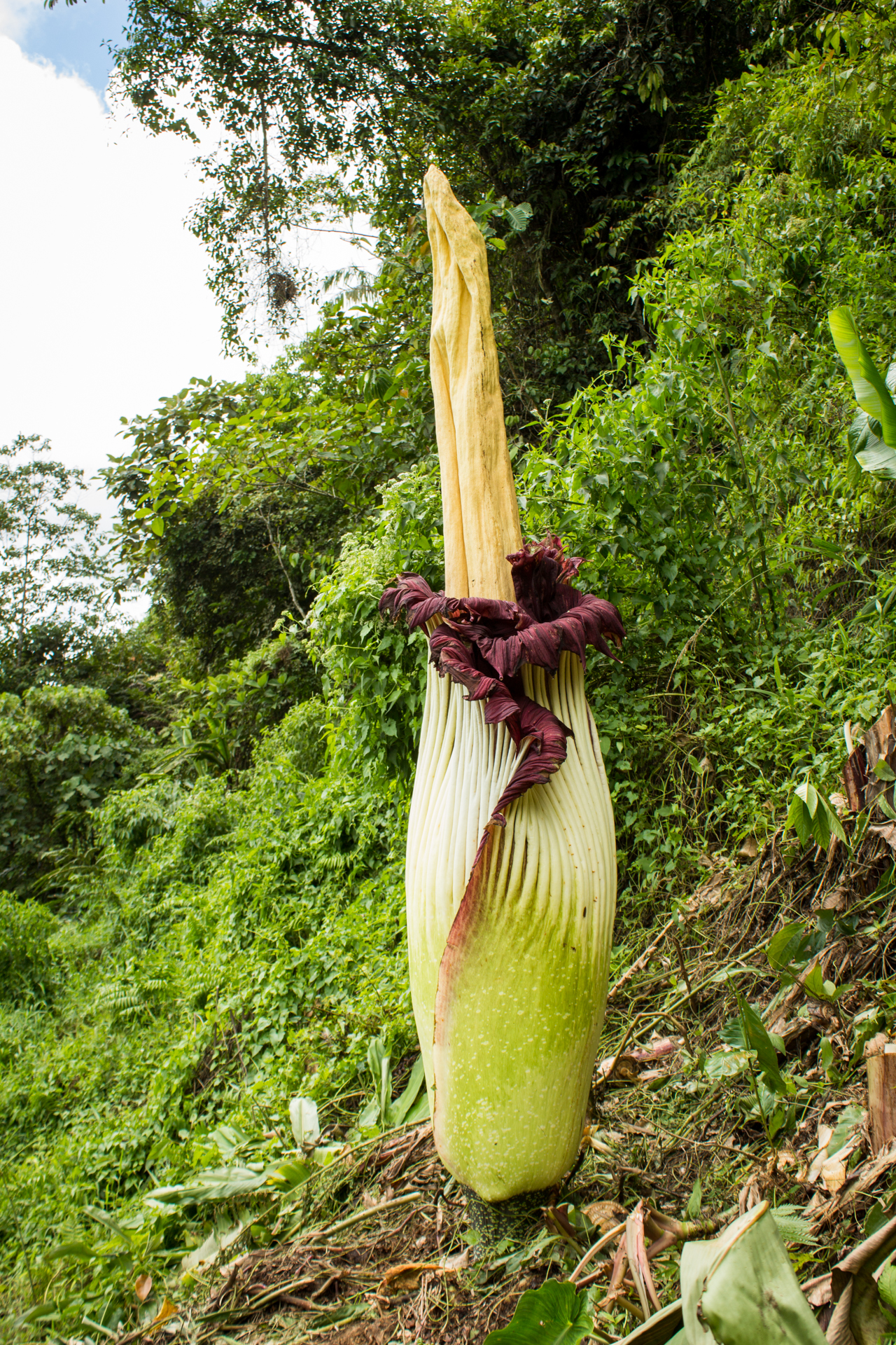 What is missing? | Corpse flower