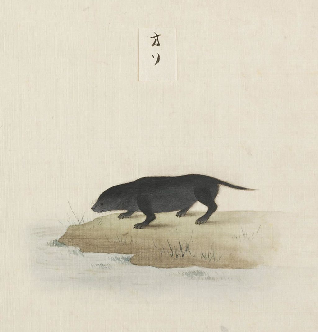 What is missing? | Japanese river otter