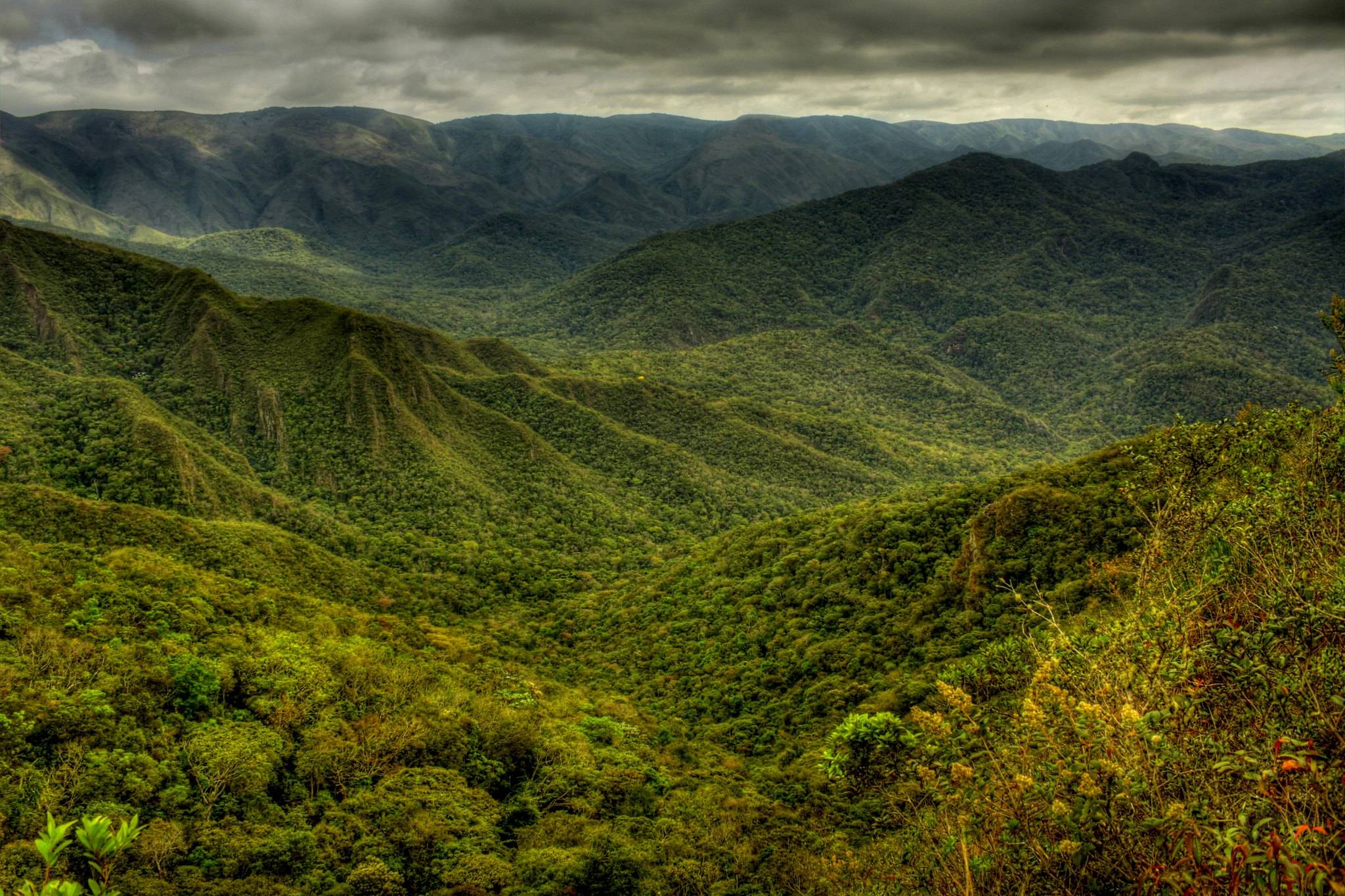 What is missing? | Atlantic Forest