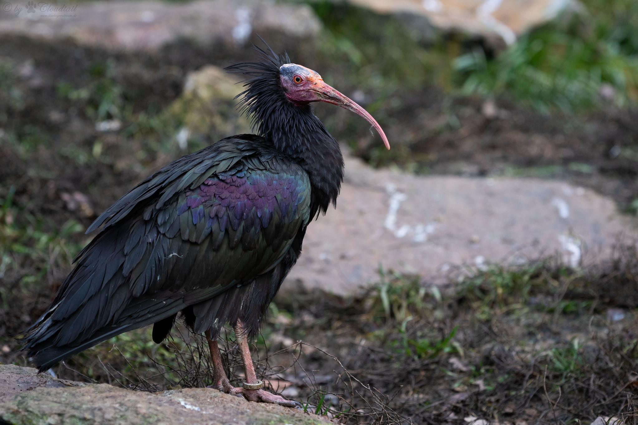 What is missing? | Northern bald ibis