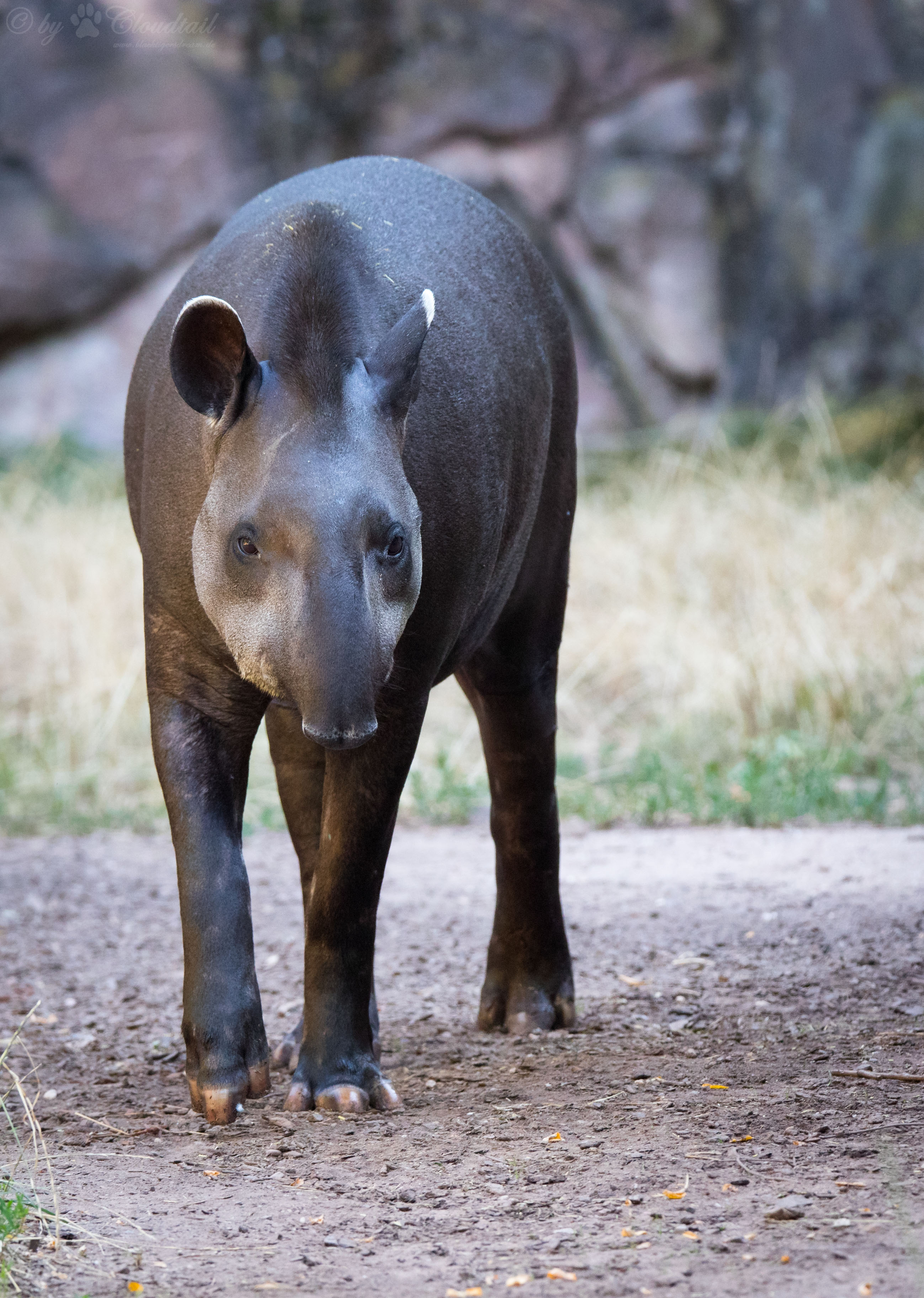 What is missing? | Lowland tapir, gardeners of the forest