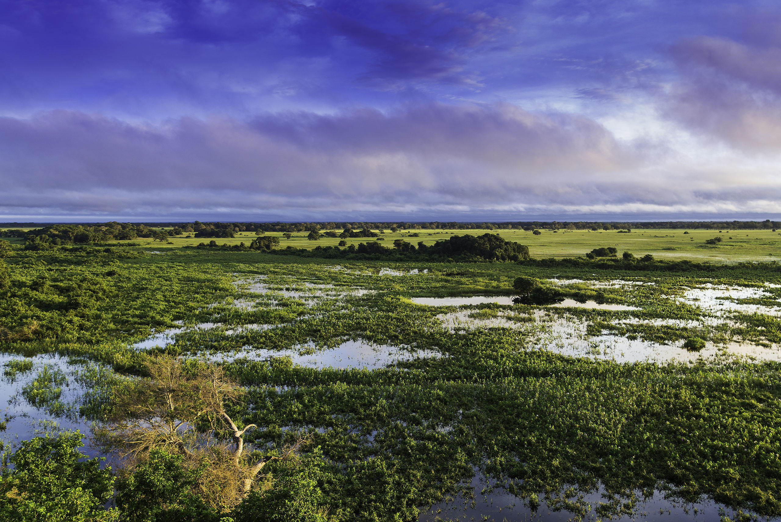 What is missing? | The Pantanal, The world’s largest tropical wetland