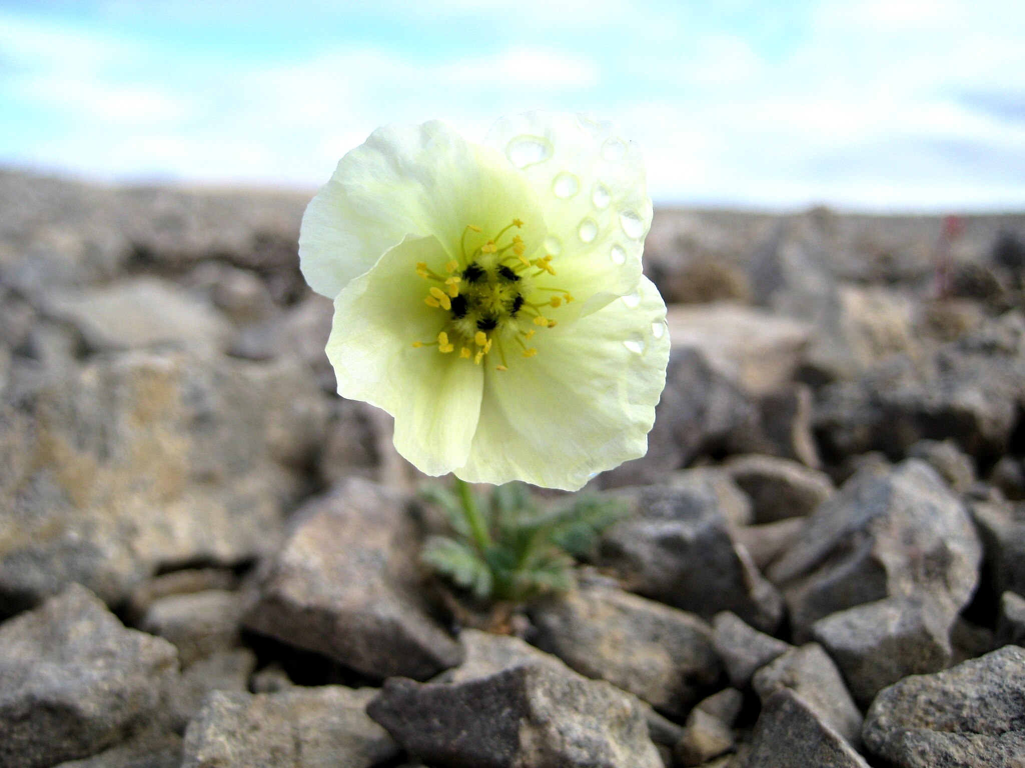 What is missing? | Arctic poppy
