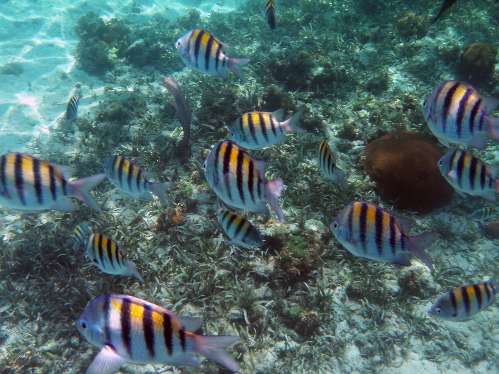 What is missing? | The fish were gone