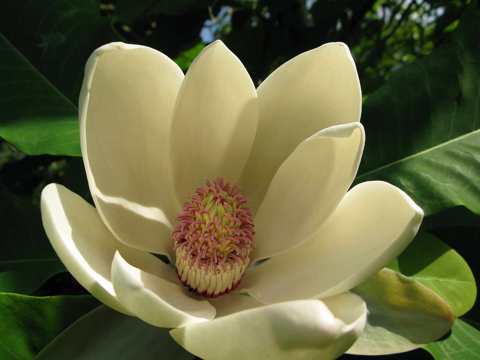 What is missing? | Houpu Magnolia, Magnolia officinalis