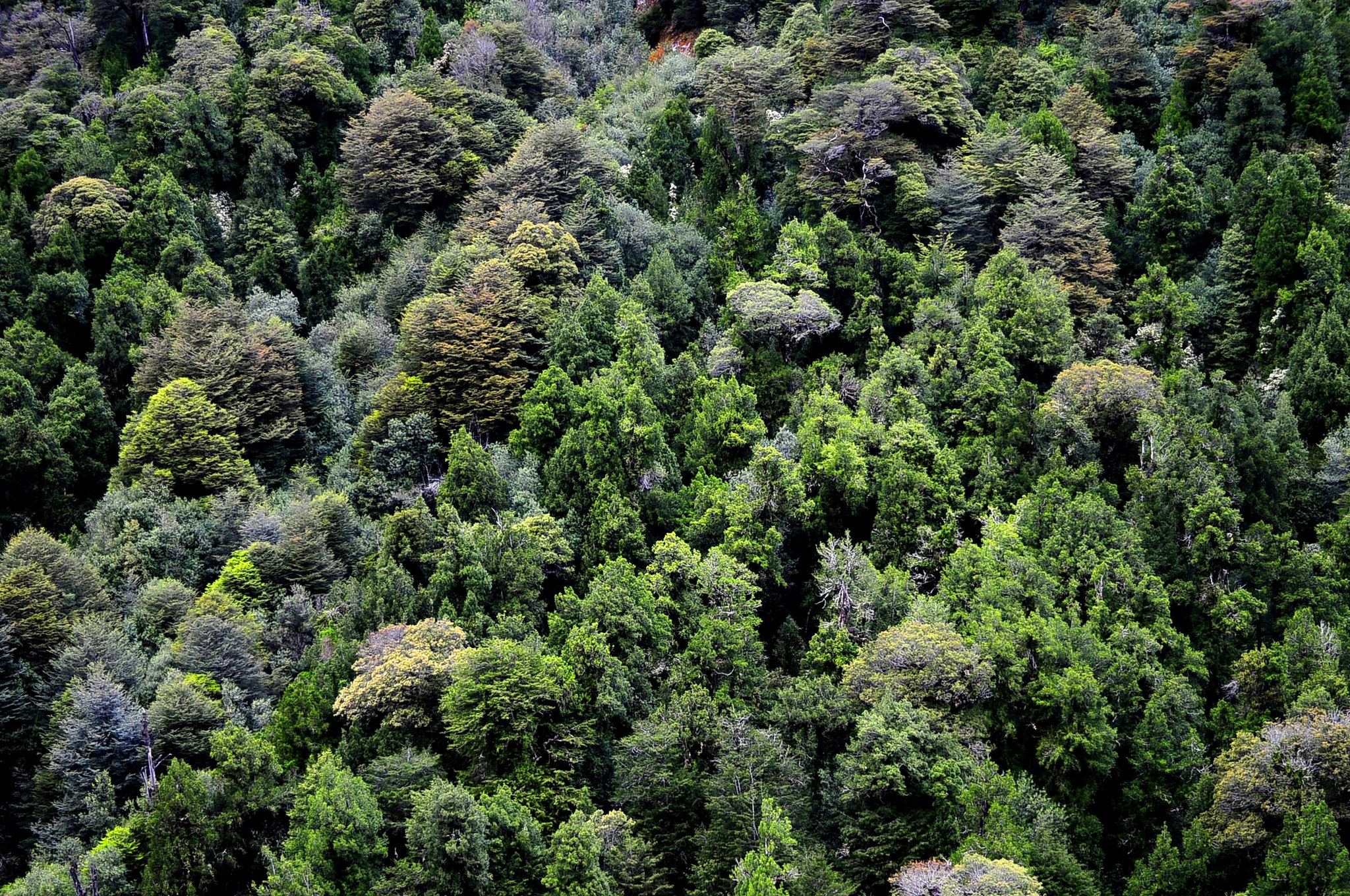 What is missing? | Valdivian Coastal Reserve, Chile's ancient rainforest