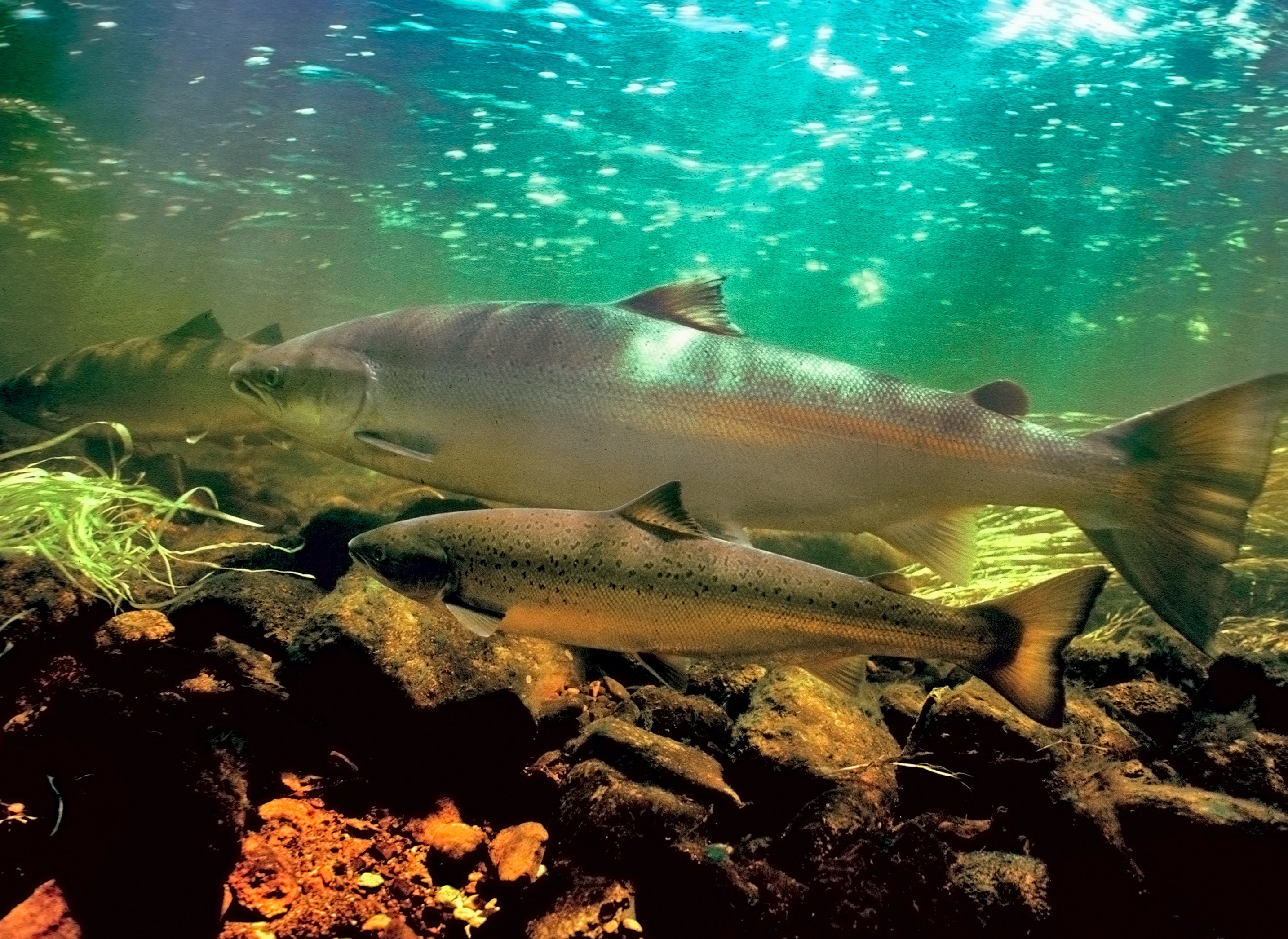 What is missing? | Species Collapse, Salmon