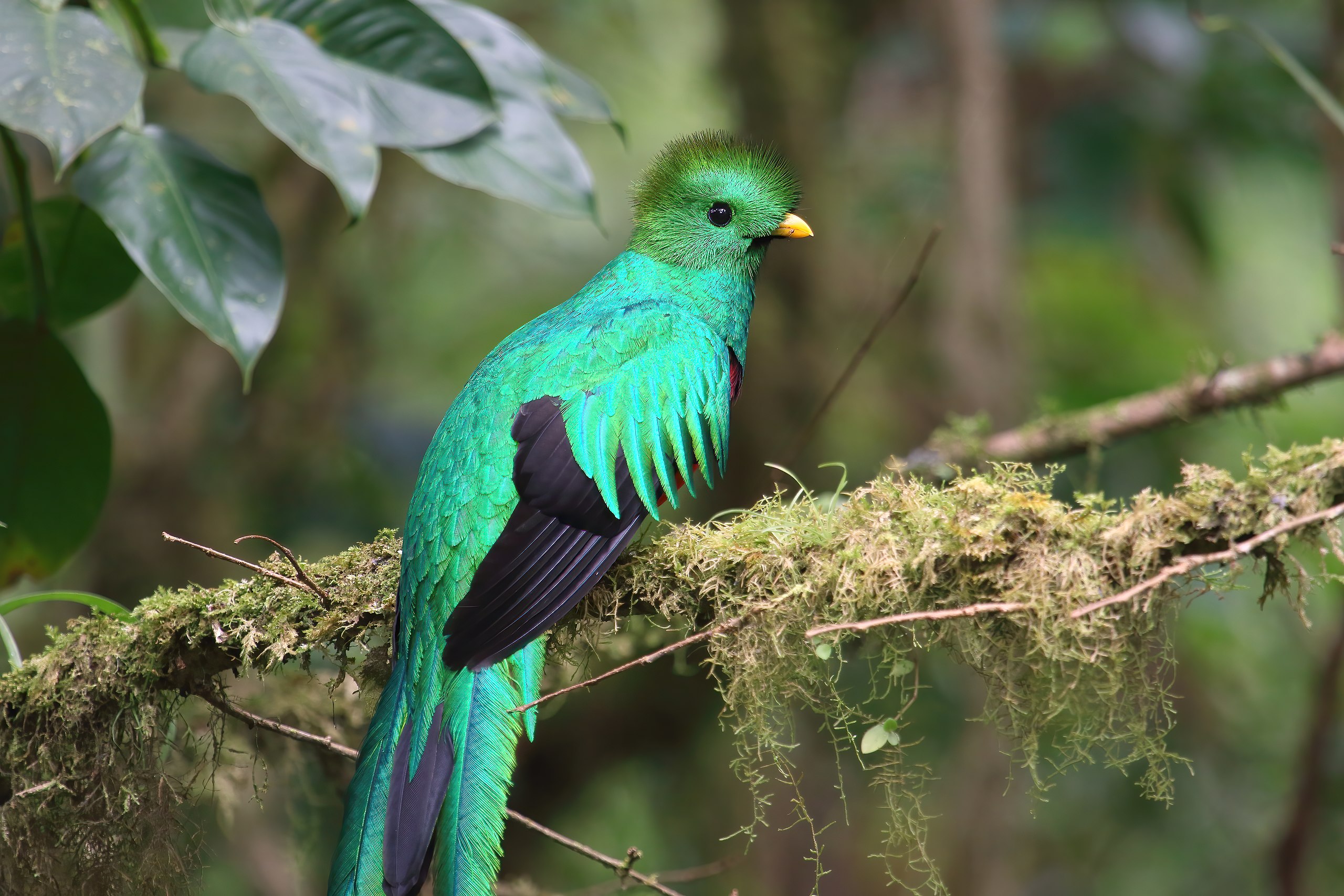 What is missing? | Resplendent quetzal