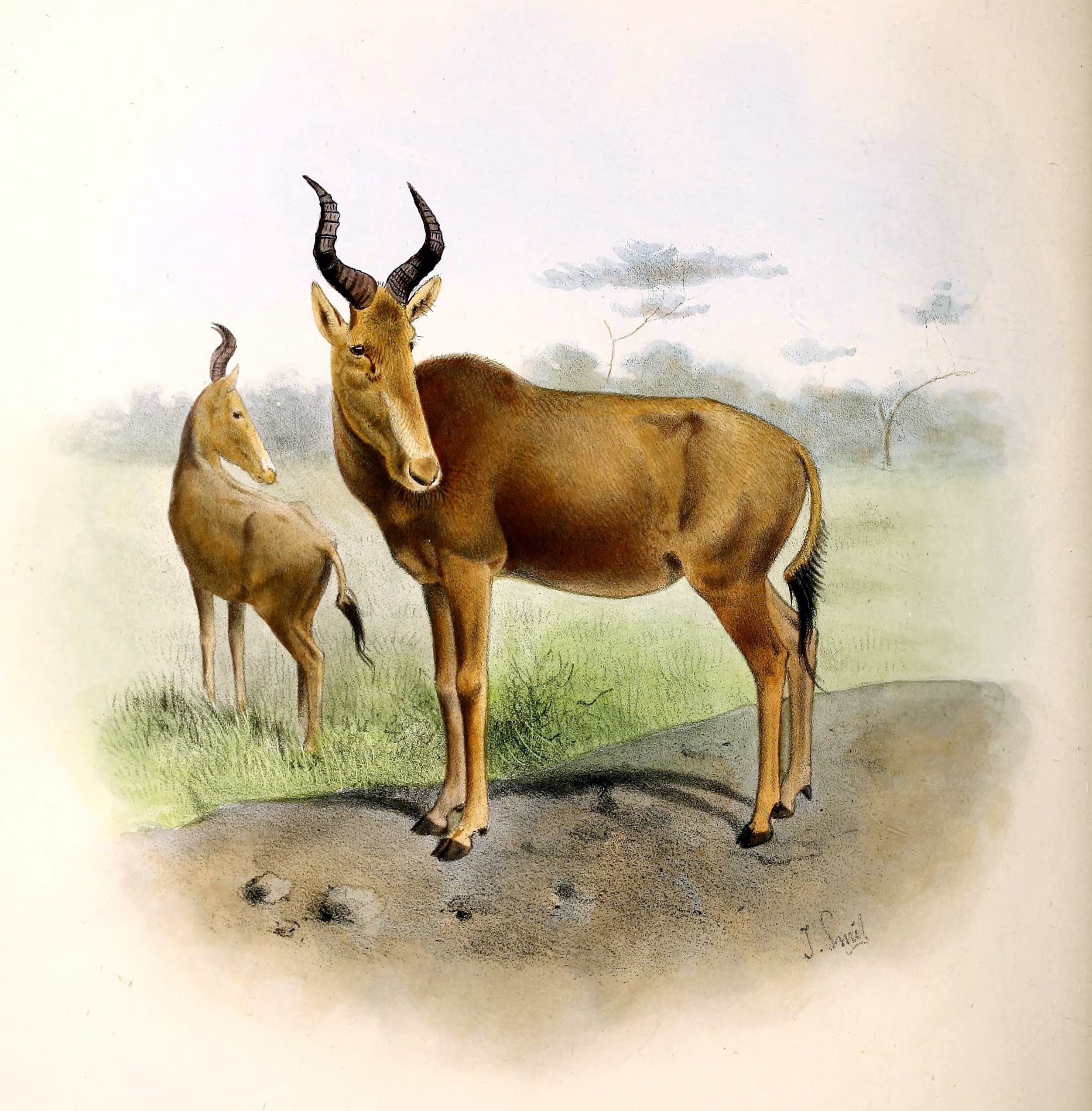 What is missing? | Bubal Hartebeest