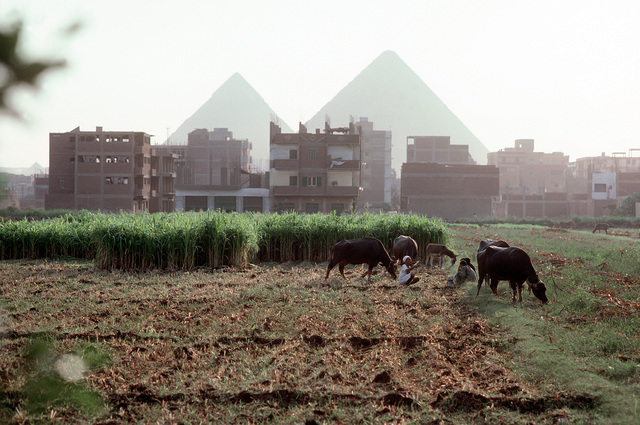 What is missing? | Organic and biodynamic arid farming in Egypt