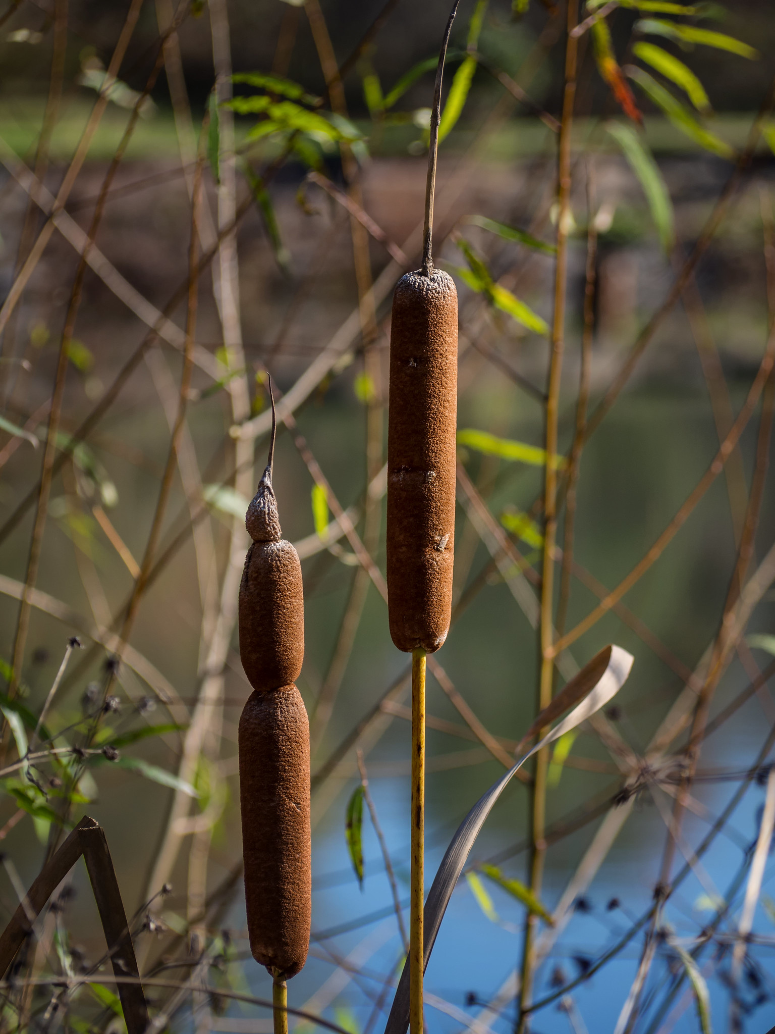 What is missing? | Cattails