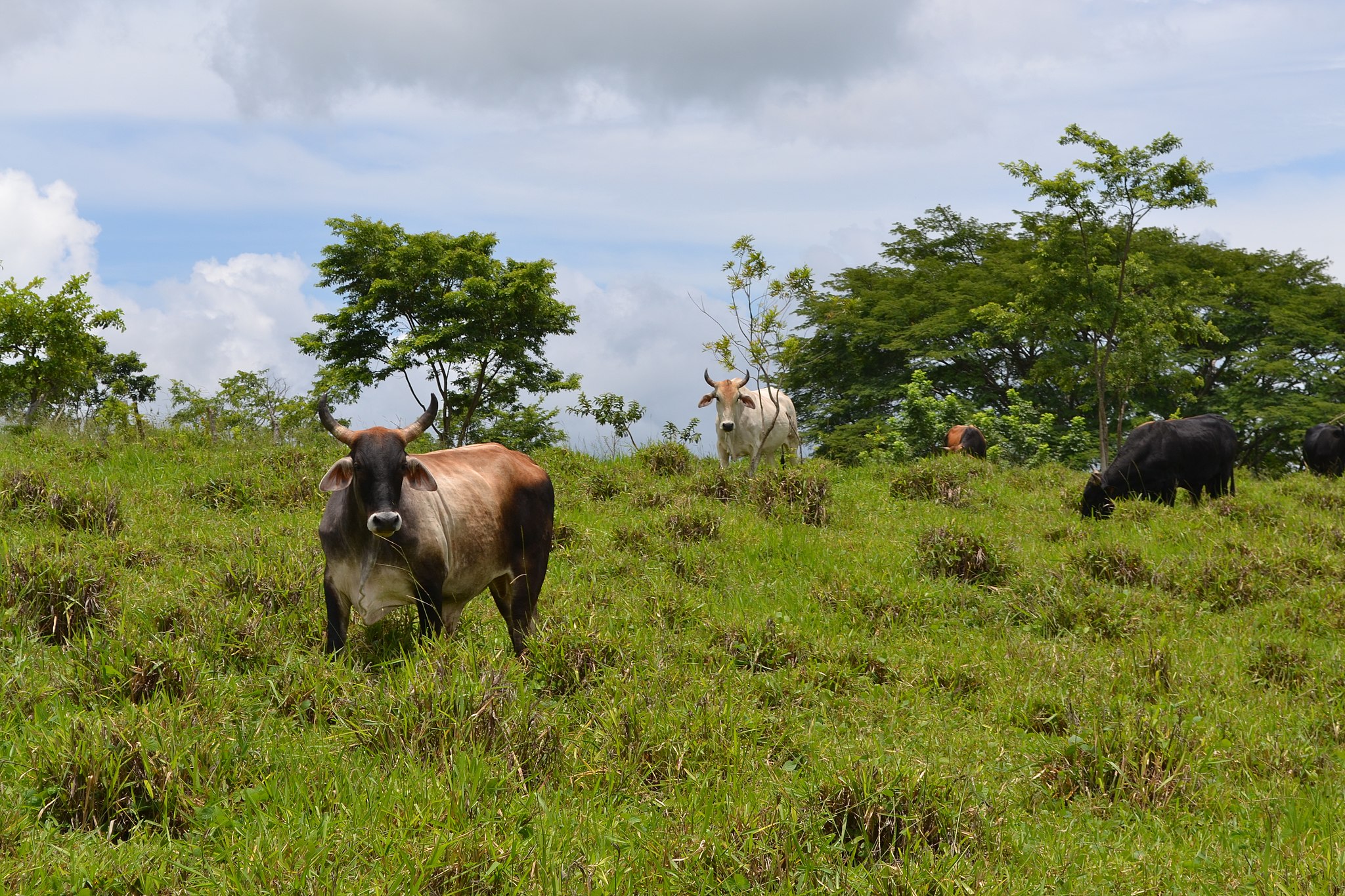 What is missing? | Silvopasture woodland grazing in Nicaragua