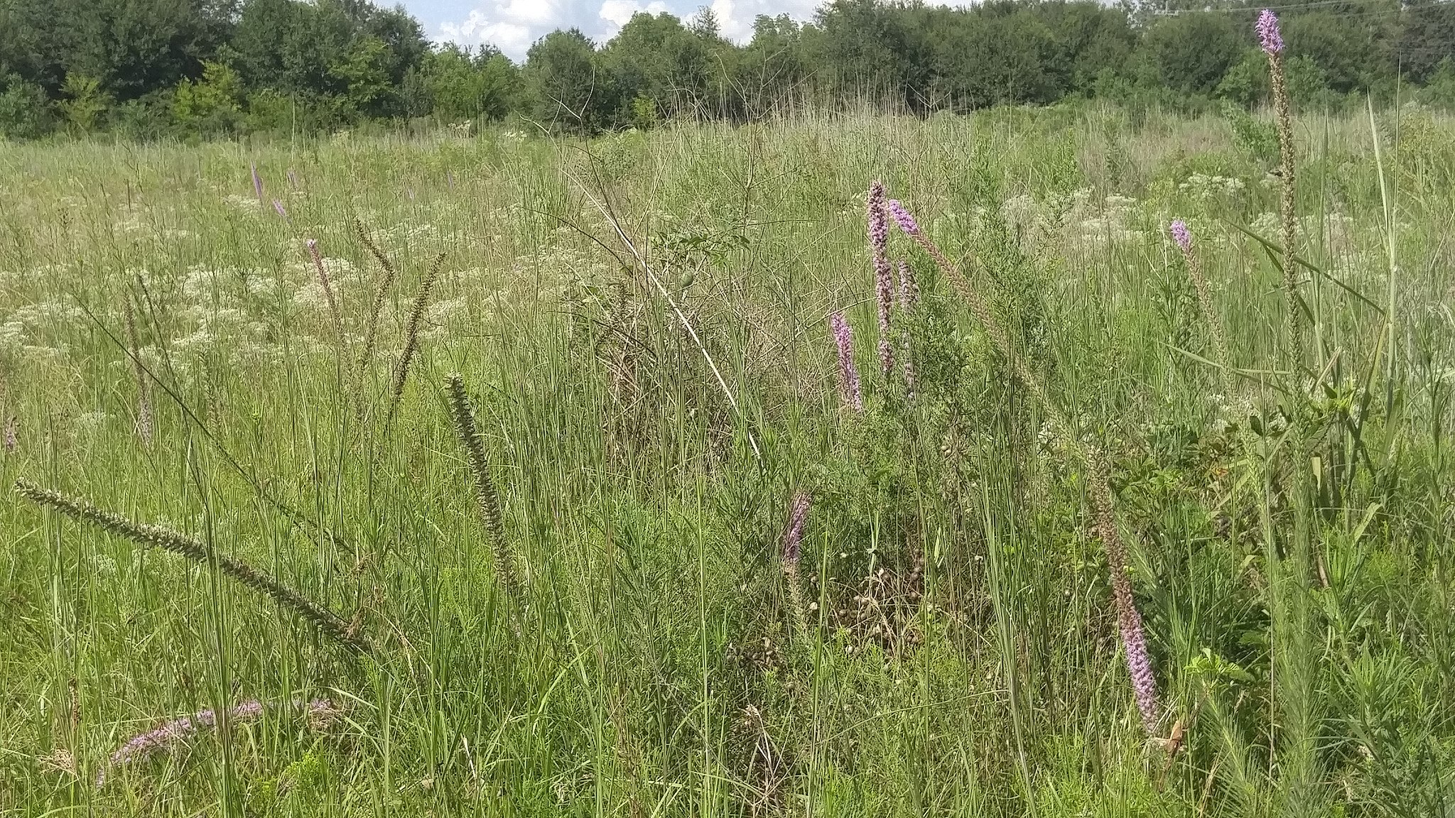 What is missing? | Prairie restoration in Louisiana