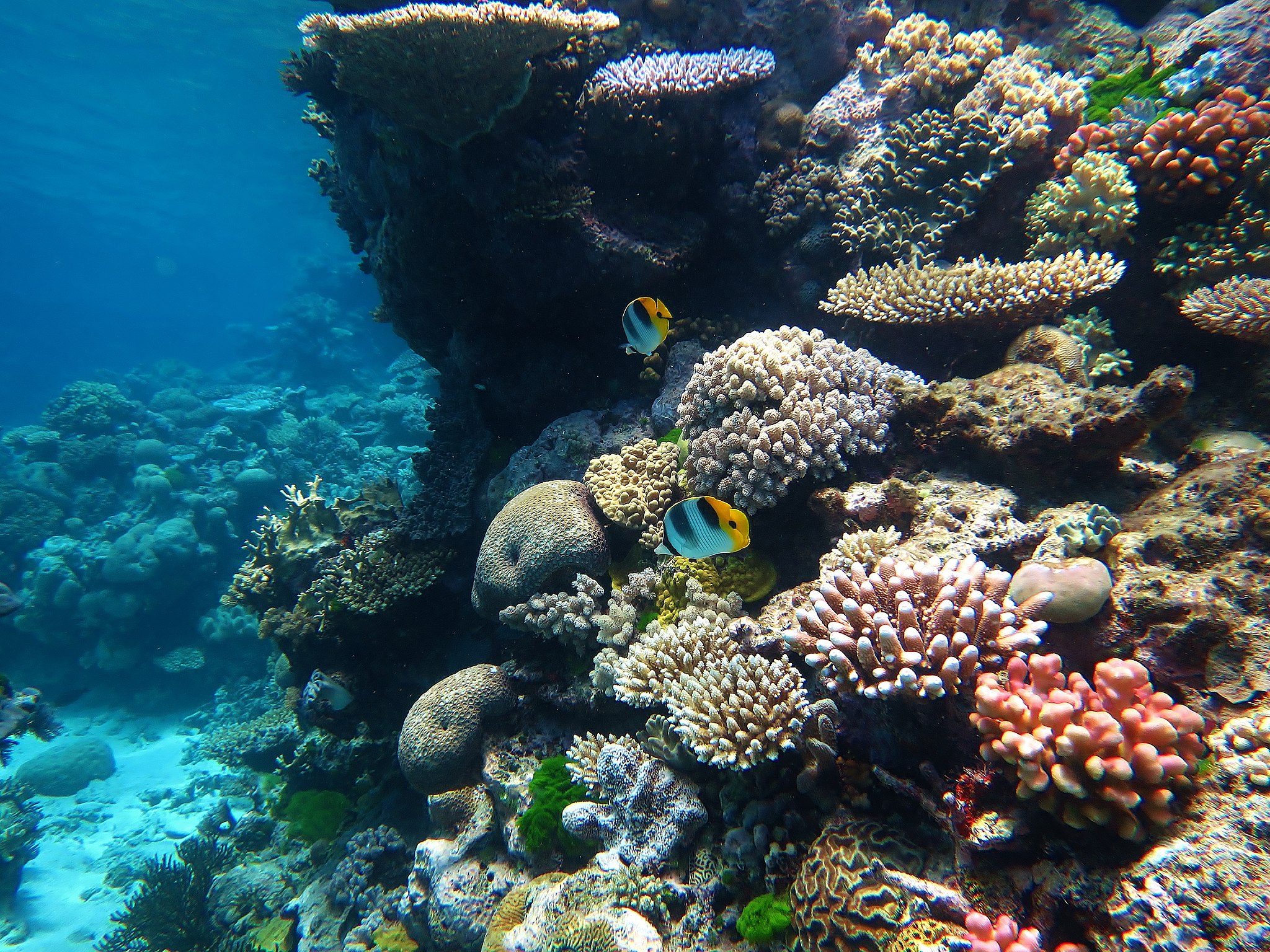 What is missing? | Great Barrier Reef Marine Park: Largest Living ...