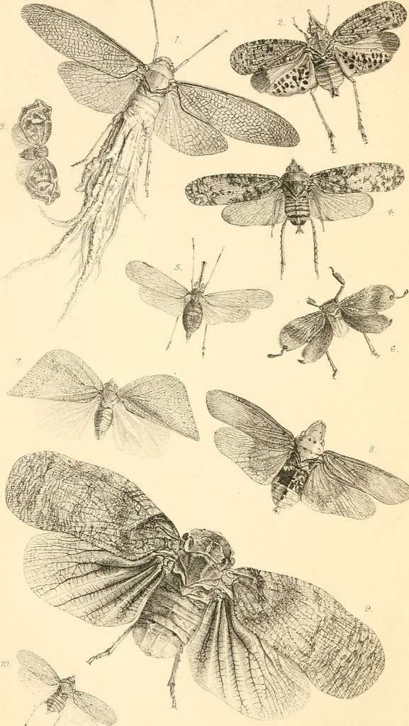 What is missing? | Invasive insects, increase interest in pesticides
