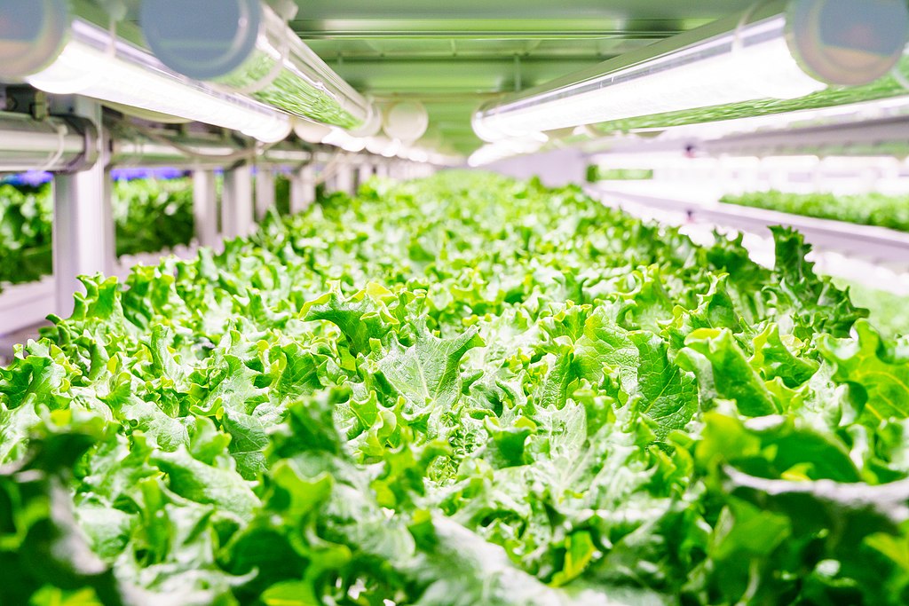 What is missing? | World's most efficient vertical farm in Japan