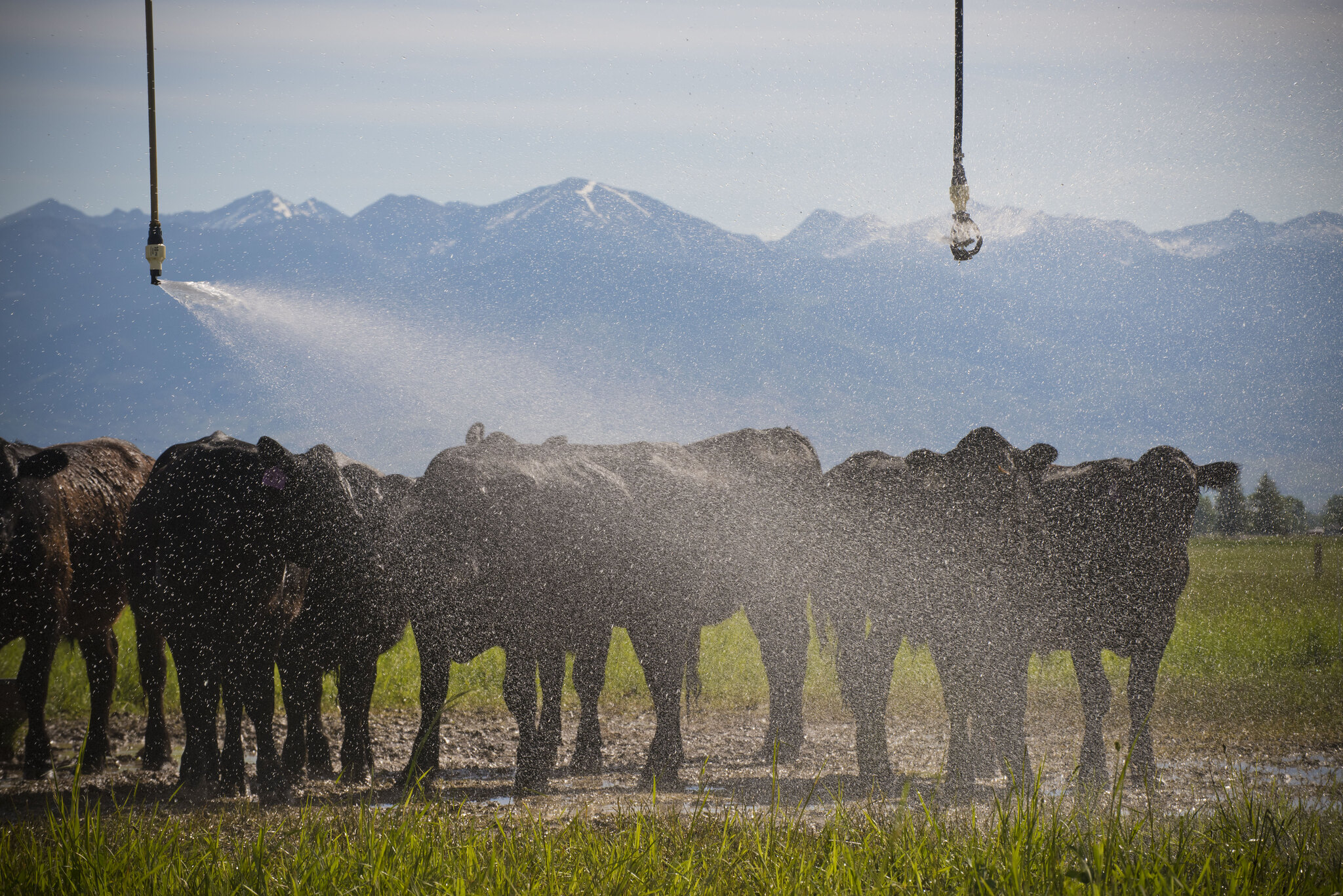 What is missing? | Ranching and grassland conservation in Montana