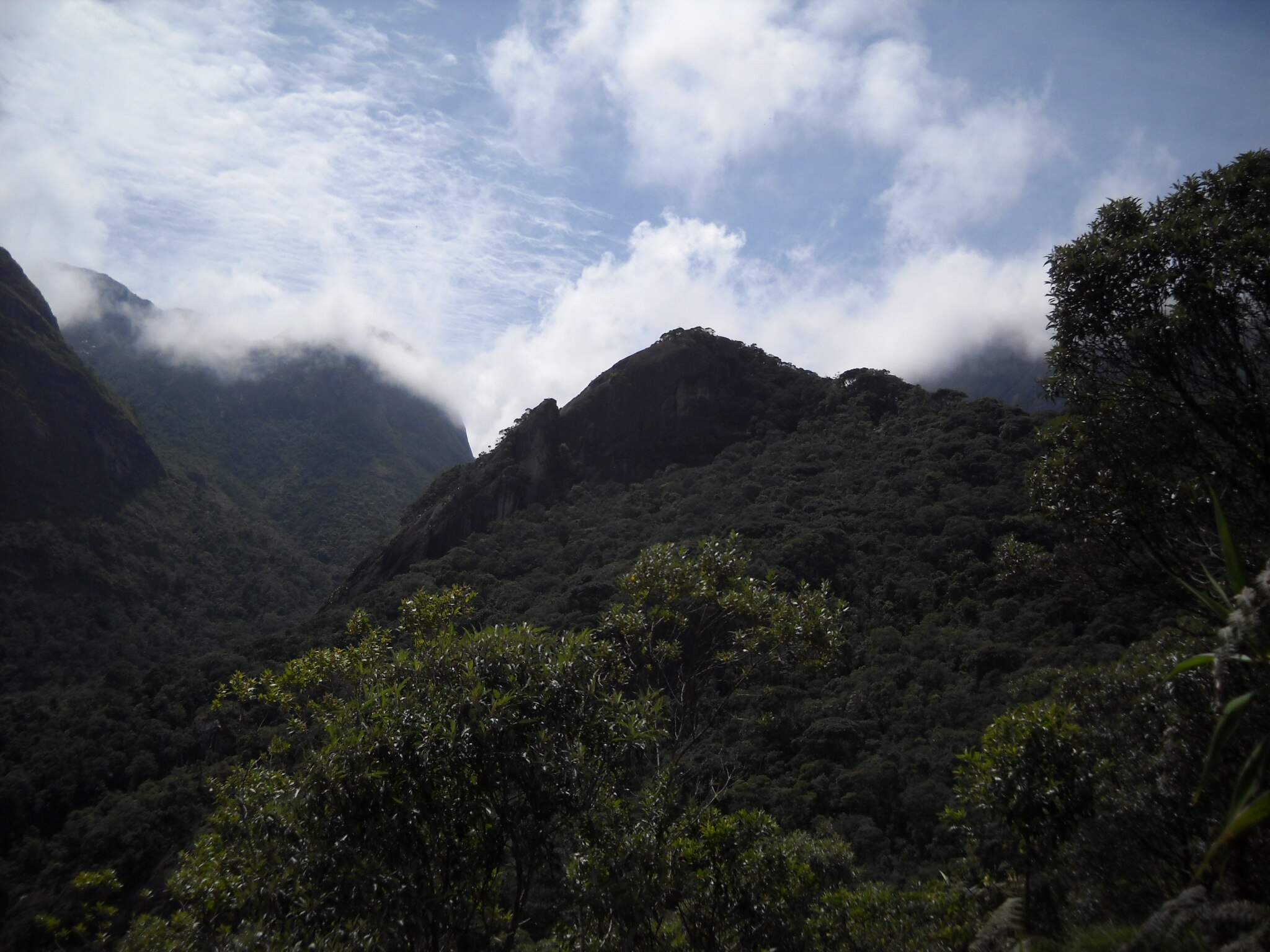 What is missing? | Andean Cloud Forest