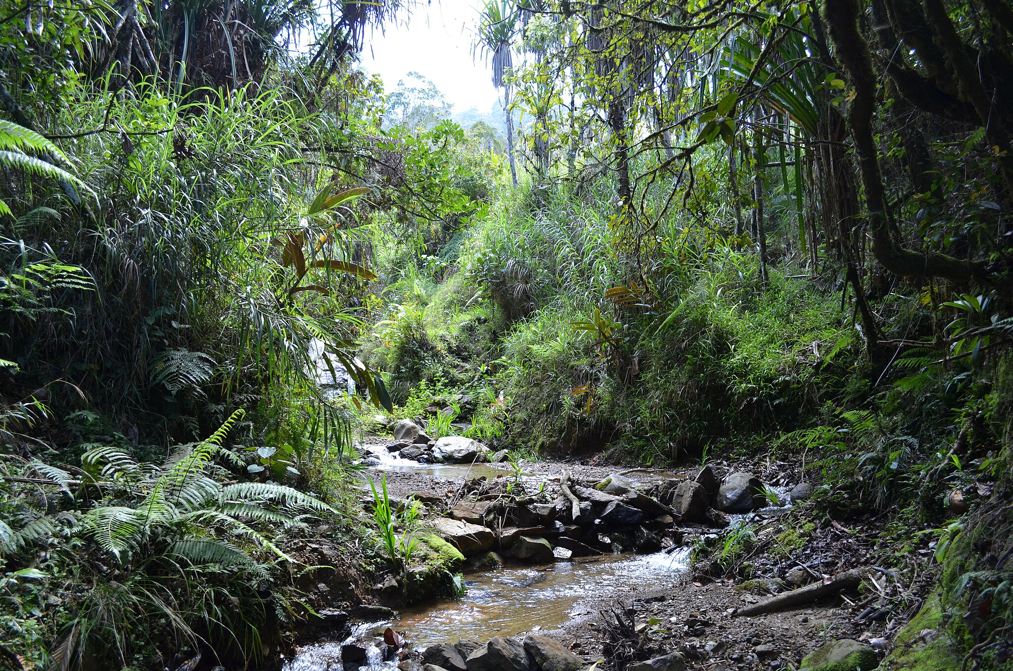 What is missing? | Northern New Guinea Swamp Forests