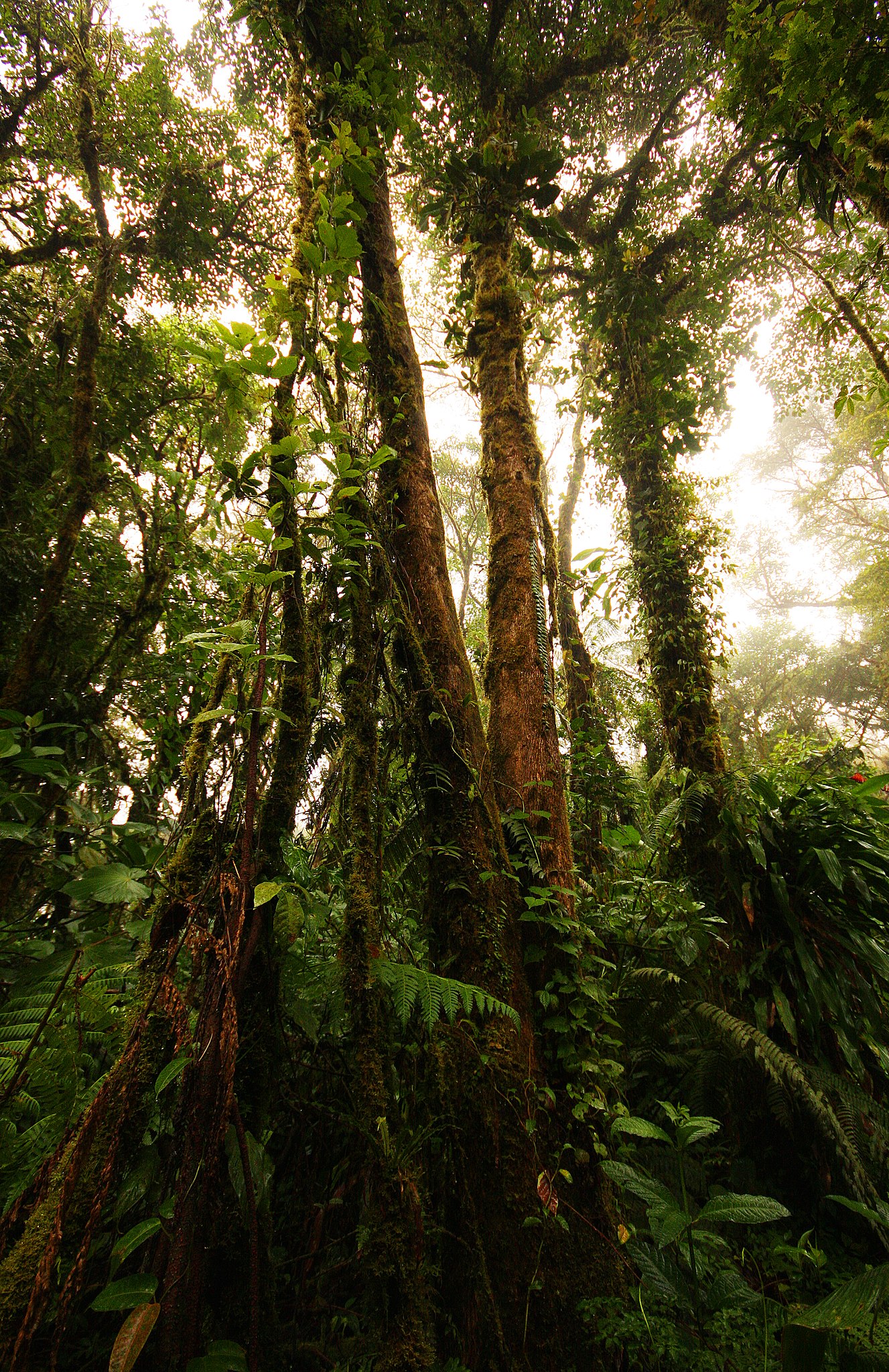 What is missing? | Costa Rica stops and reverses deforestation