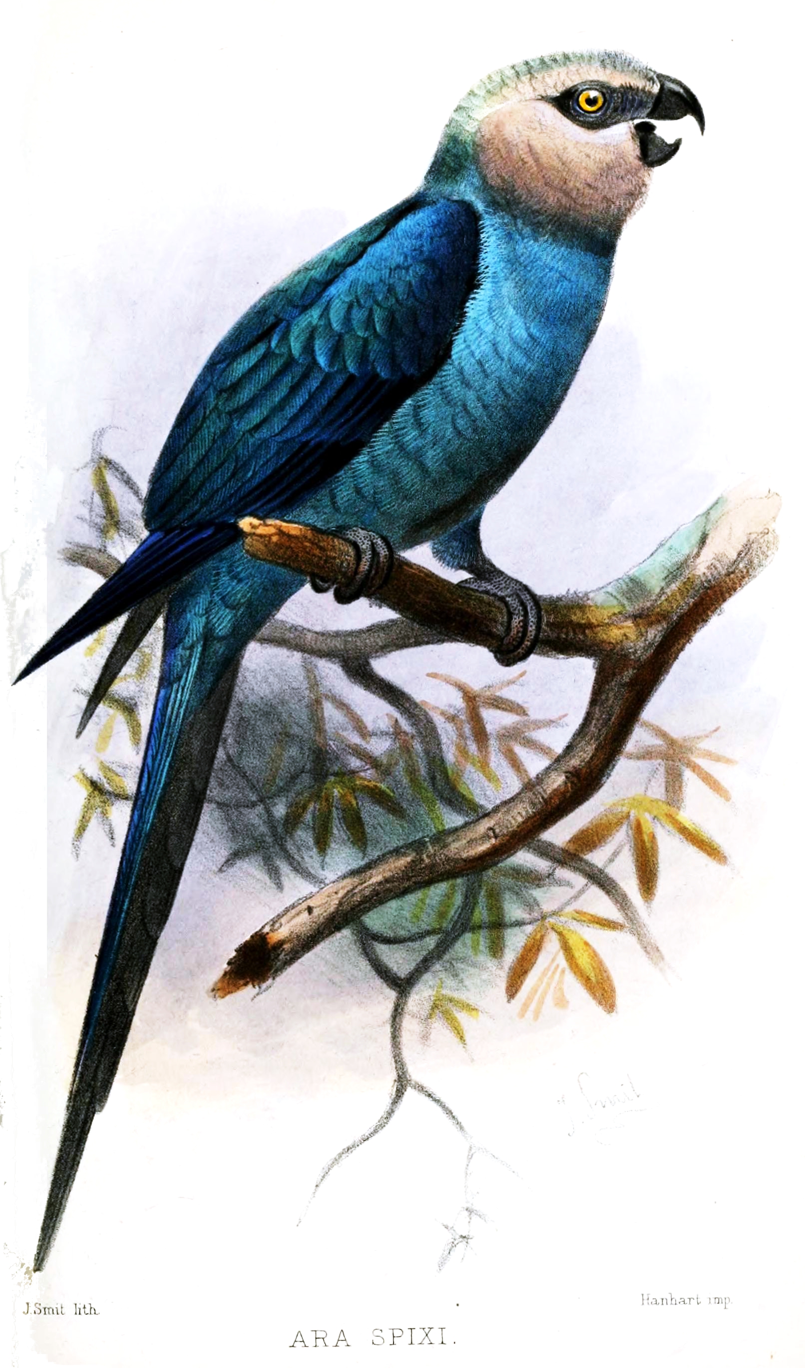 What is missing? | Spix's macaw