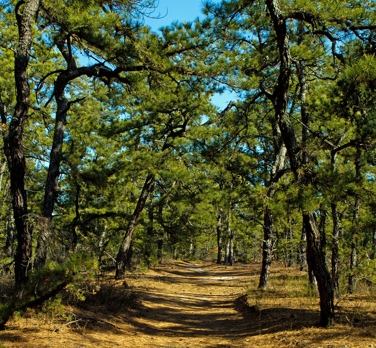 What is missing? | Pine Barrens
