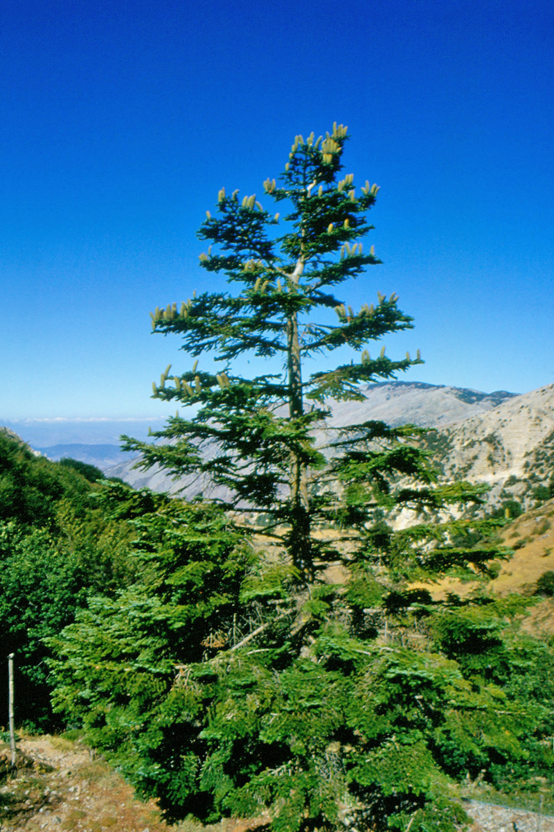 What is missing? | Sicilian fir, Abies nebrodensis
